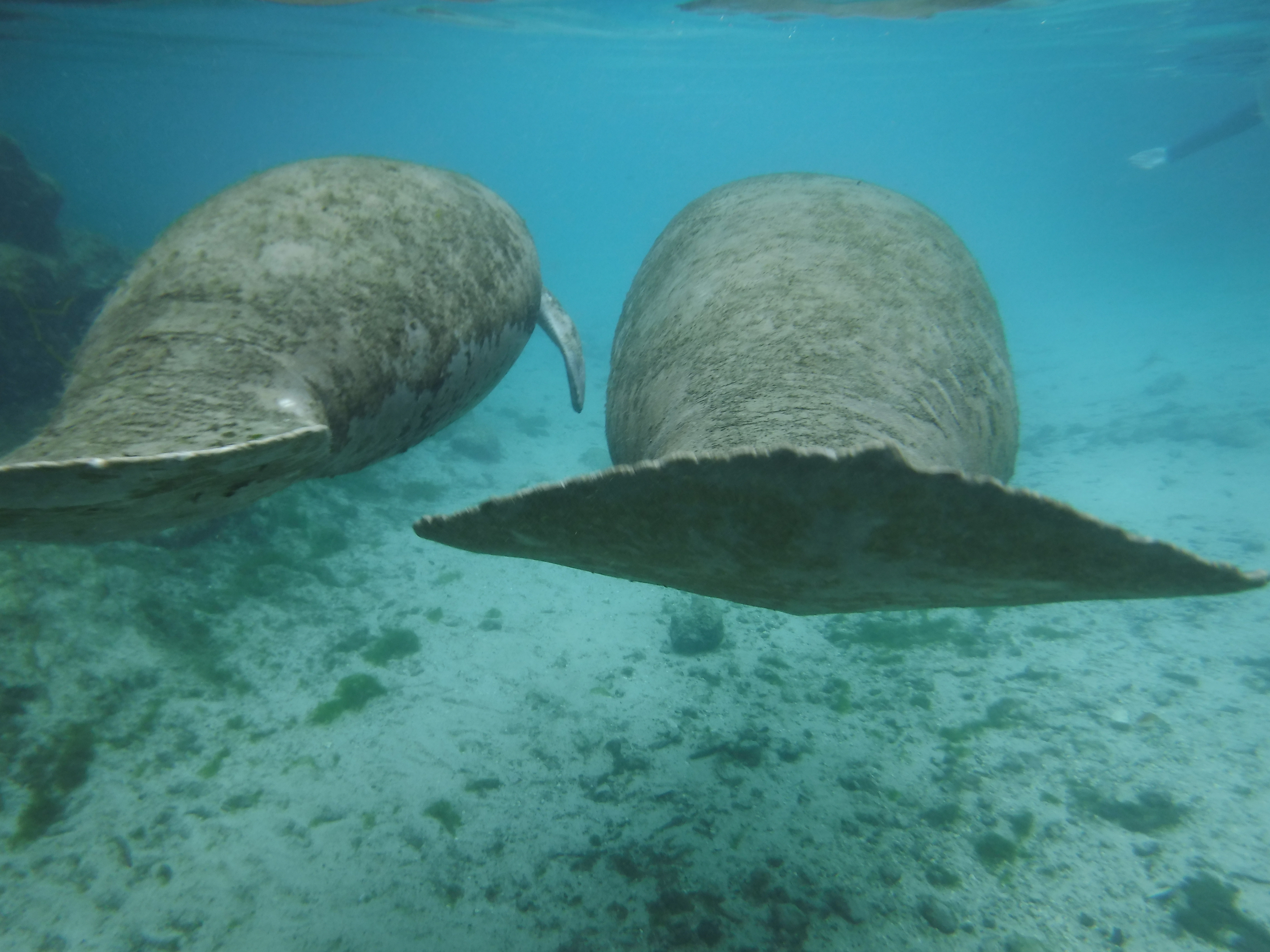 Are you a ‘Human Manatee’? – SHANT ATMAN